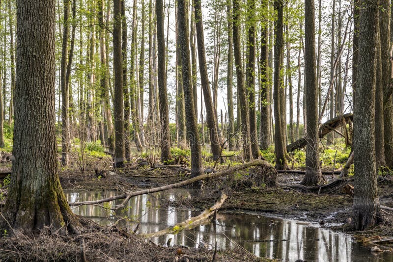 Tall Trees Forest in Water of Swamp Stock Photo - Image of moss ...