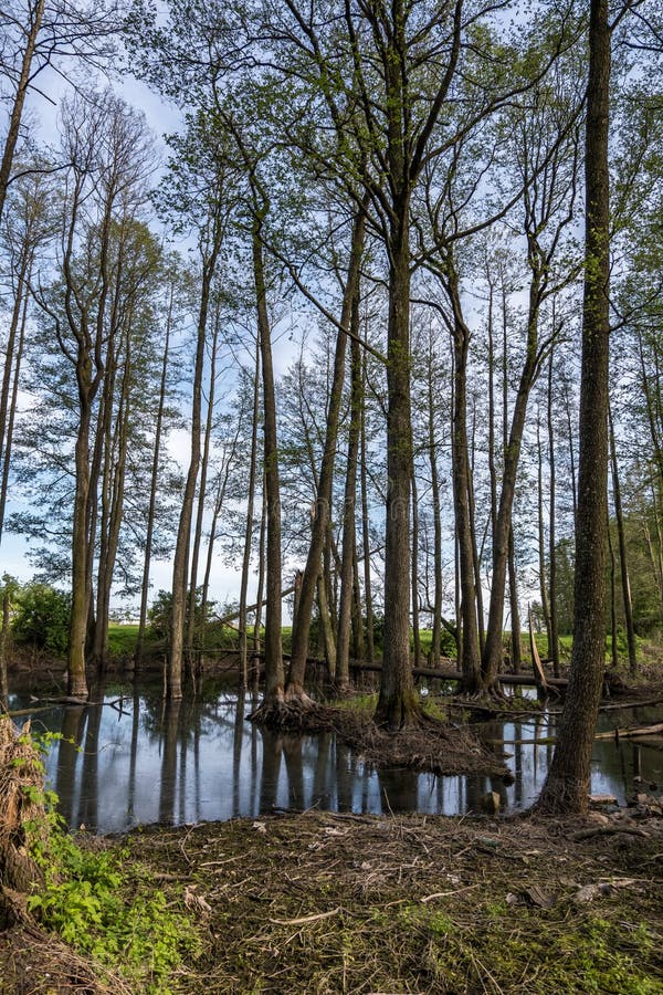 Tall Trees Forest in Water of Swamp Stock Image - Image of hdri, forest ...