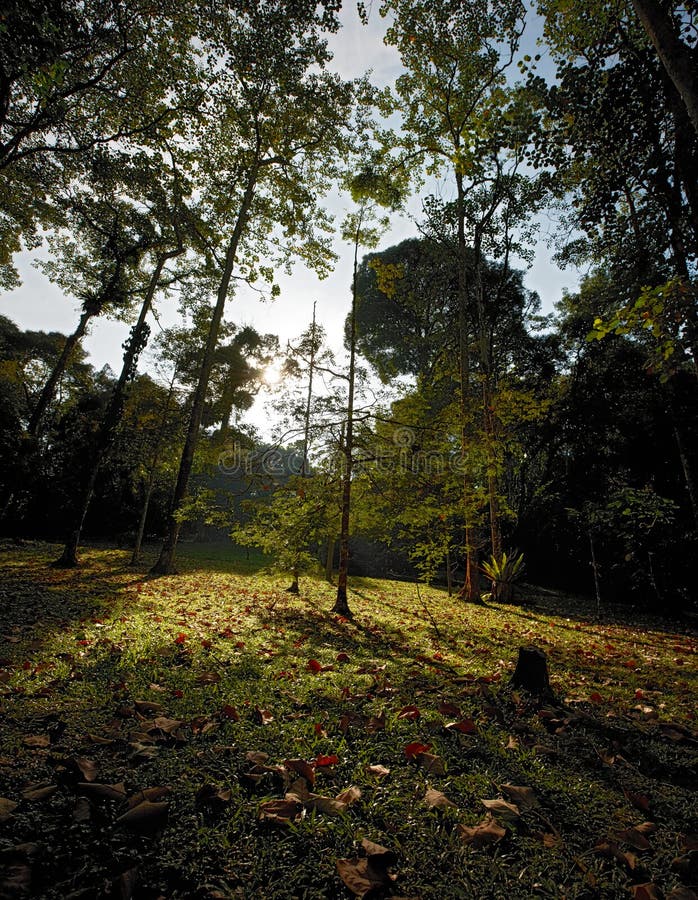 Forest Reserve (FRIM) Malaysia Stock Image - Image of frim, flower ...