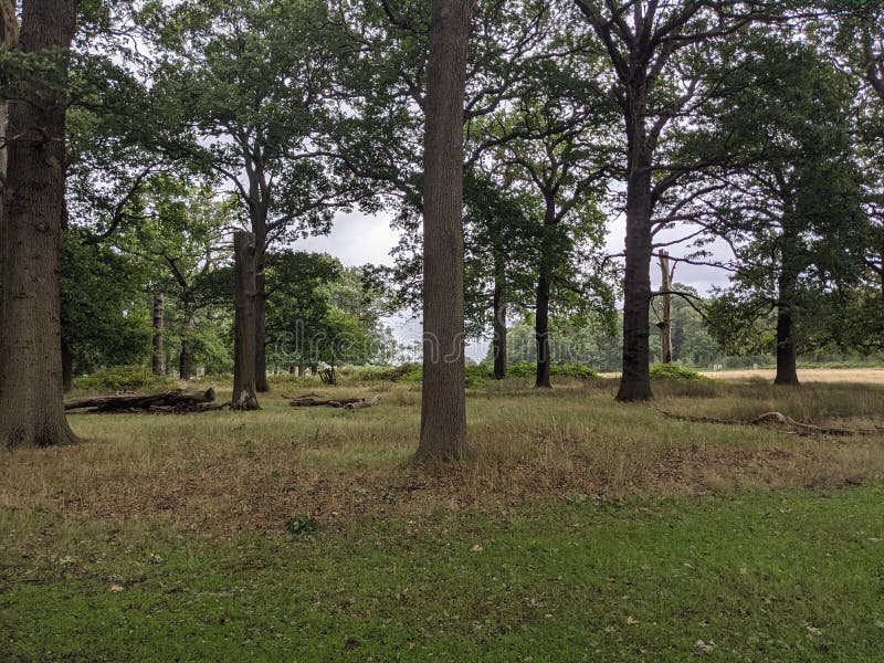 Tall Trees in the Grassy Field in the Park Stock Photo - Image of ...