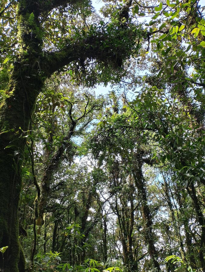 Tall Trees and Green Color in the Forest Stock Image - Image of trees ...