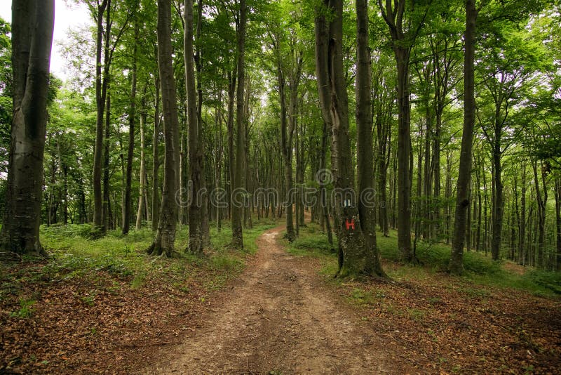Dense forest path stock photo. Image of territory, tall - 137241994
