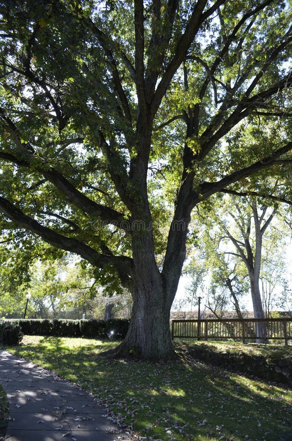 Tall Trees Picture. Image: 35712726