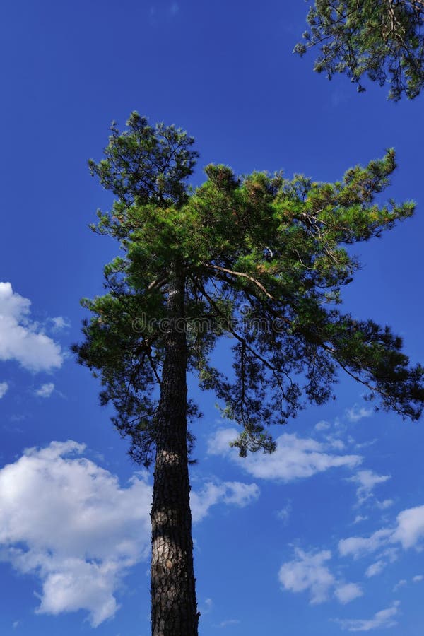 Tall Trees that Grow Towards the Sun on the Way Up the Mountain Stock ...