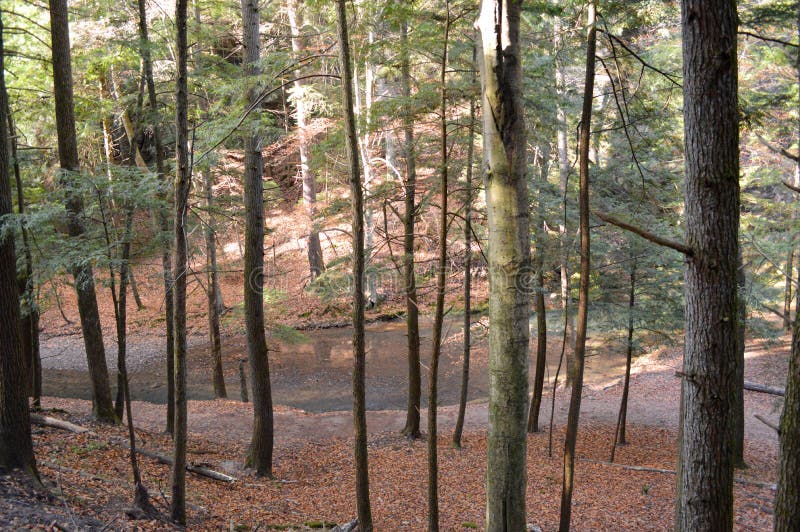 Tall Trees Growing Up through a Dense Forest Stock Image - Image of ...