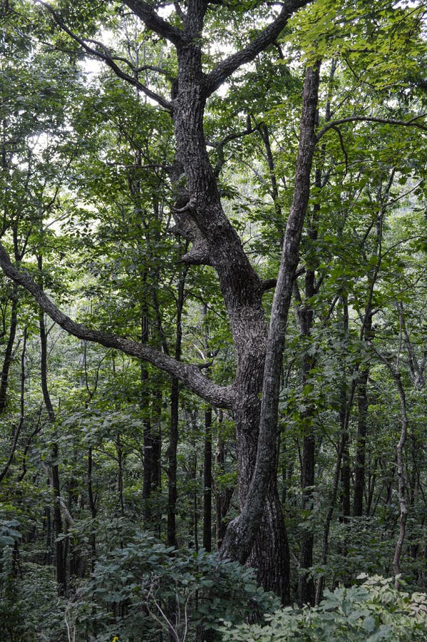 Tall Trees Growing Up through a Dense Forest Stock Photo - Image of ...
