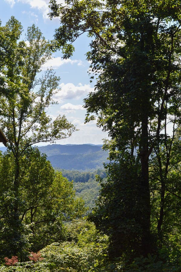 Tall Trees Growing Up through a Dense Forest Stock Image - Image of ...