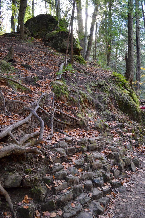 Tall Trees Growing Up through a Dense Forest Stock Photo - Image of ...