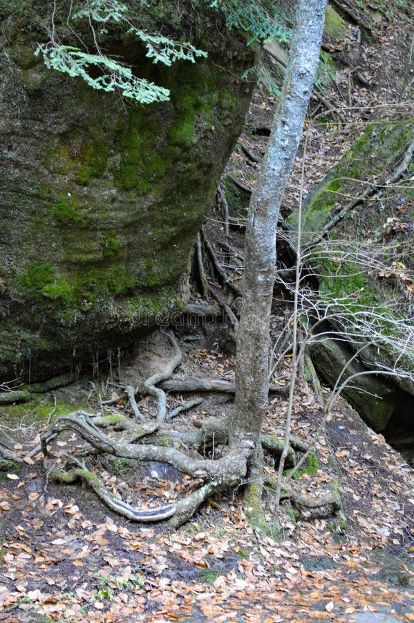 Tall Trees Growing Up through a Dense Forest Stock Image - Image of ...
