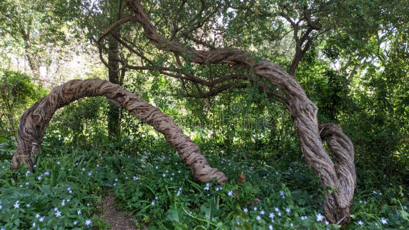 Twisted Tree Trunk in One of the Parks of Lisbon Stock Photo - Image of ...