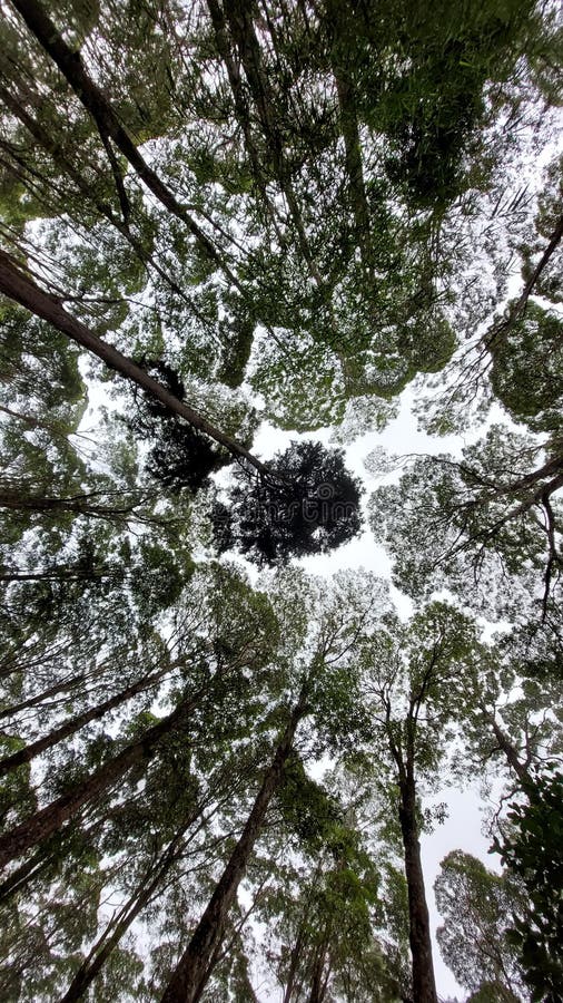 Tall Trees High Up in the Forest Stock Image - Image of forest ...