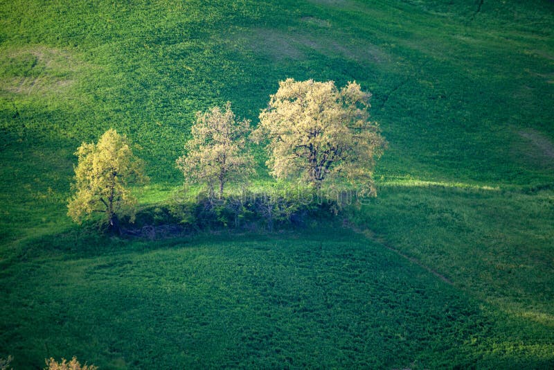 Tall Trees on the Italian Hills Stock Image - Image of beautiful ...