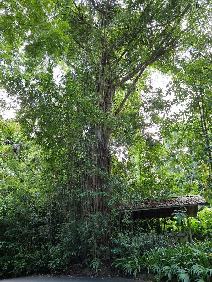 Tall Trees in the Jungle with Natural Fresh Air. Stock Image - Image of ...