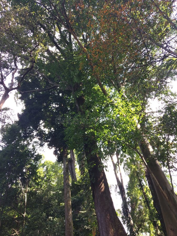 Tall Trees at Kebun Raya Bogor Stock Image - Image of raya, tall: 172908769