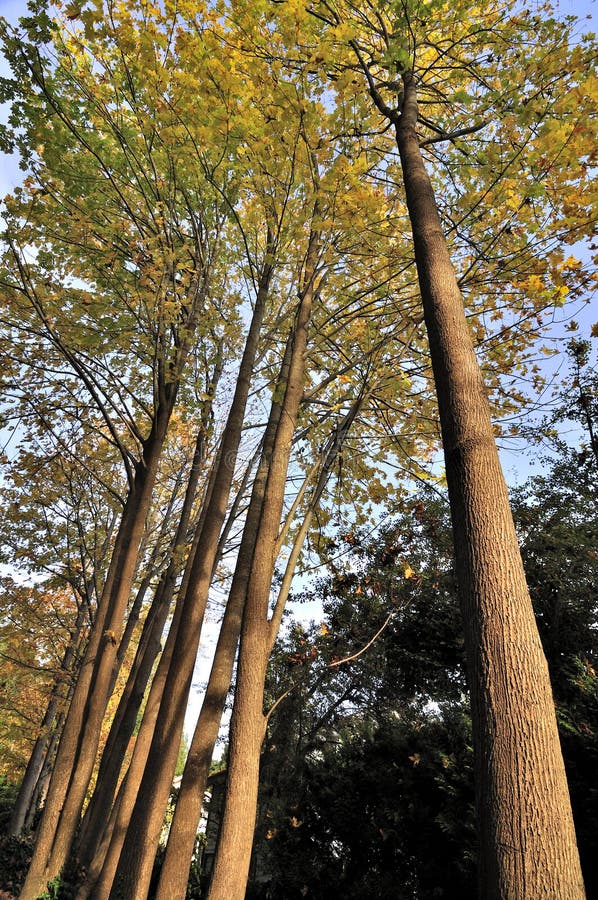 Tall trees in a park stock photo. Image of blue, tall - 46255132