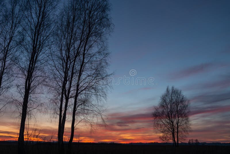 Tall Trees without Leaves Against a Sunset Background Stock Image ...
