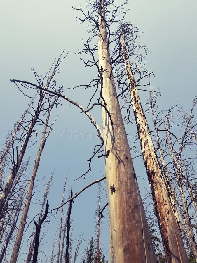 Tall Trees stock image. Image of tall, dead, looking - 111741143