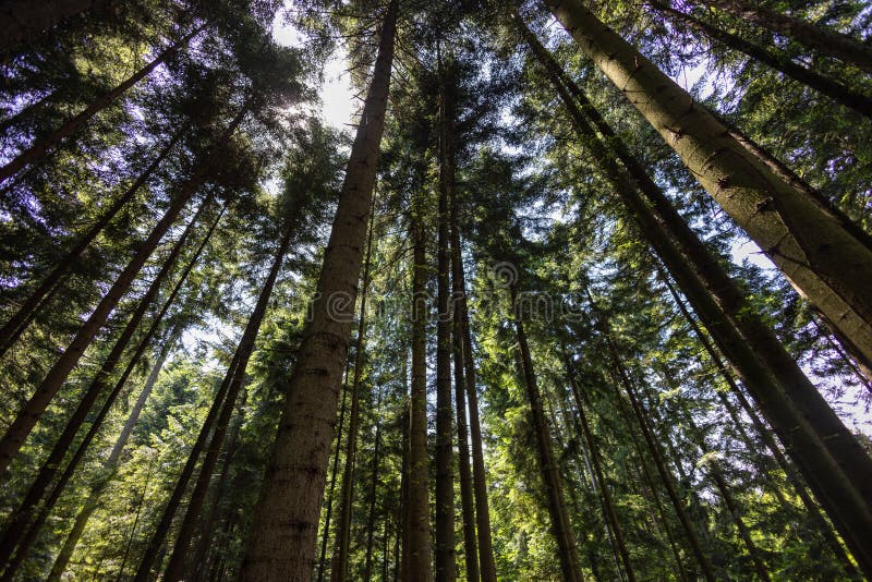 The Tall Trees Stand in the Middle of a Forest with Green Leaves Stock ...
