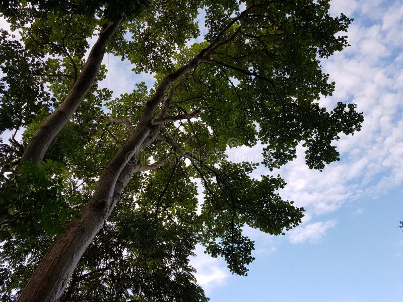 Tall trees stock photo. Image of tall, heaven, nature - 132132468