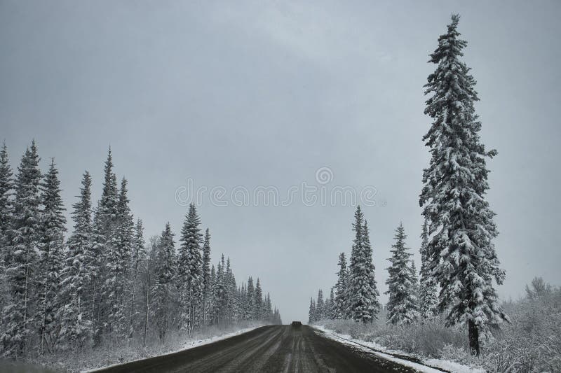 Tall Trees Next To the Dalton Highway Stock Photo - Image of adventure ...