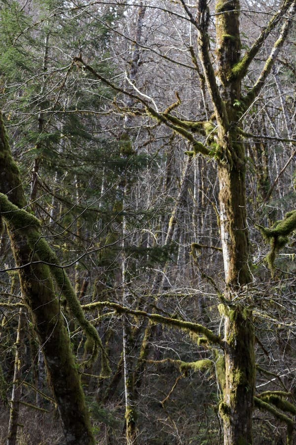Large Moss Covered Tree in Rain Forest Stock Photo - Image of scenery ...
