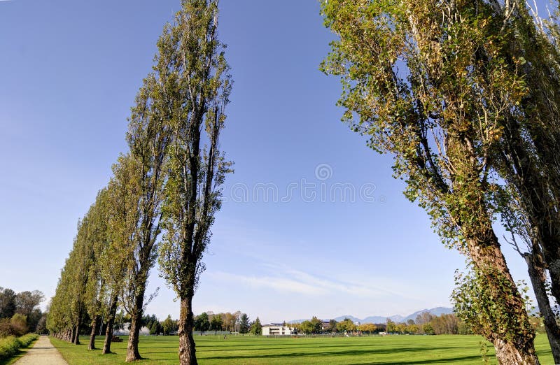 Tall trees in a park stock photo. Image of blue, tall - 46255132
