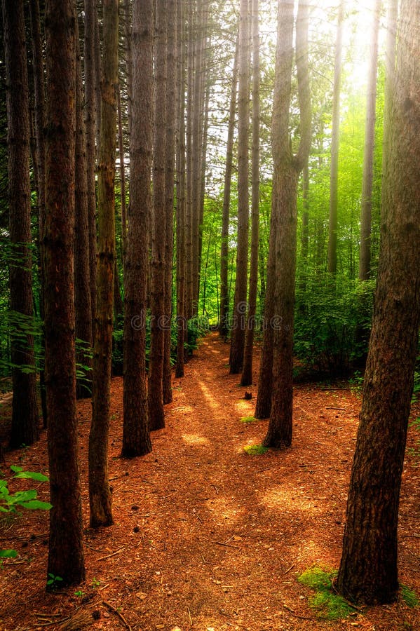 Tall Trees and Path through Forest Stock Image - Image of beautiful ...