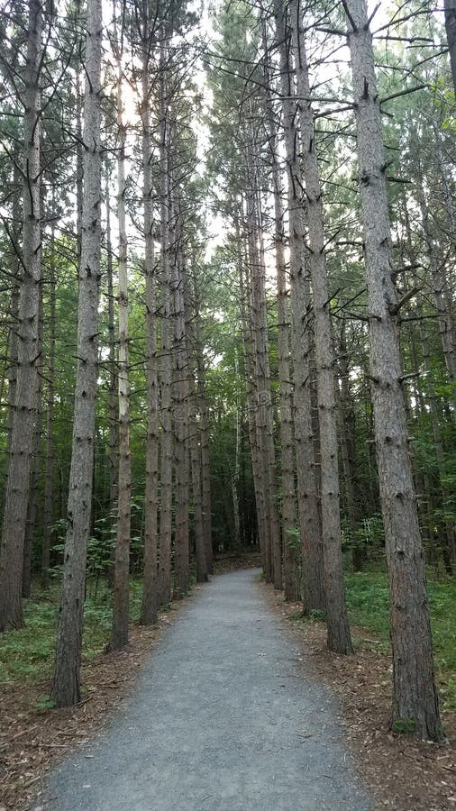 Tall Trees Path stock image. Image of tall, forest, vertical - 161295809