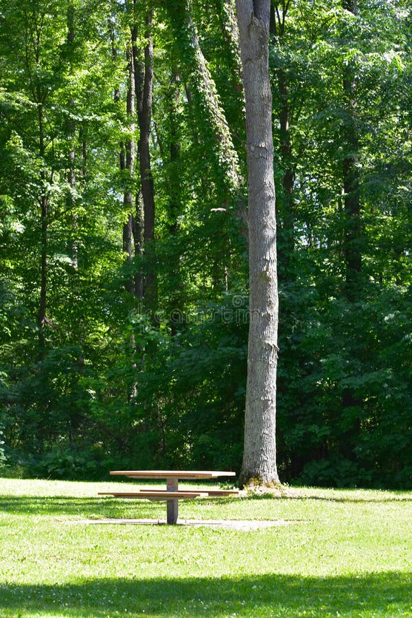 Tall Trees and Picnic Table in Forest Stock Photo - Image of trees ...