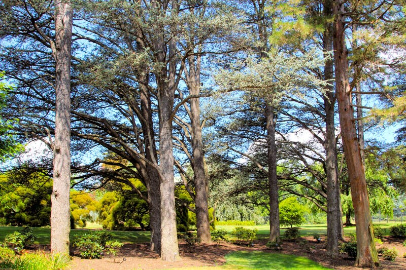 Tall Trees Provide Shade in a Serene Park during Daytime Hours Stock ...