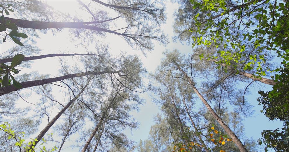Tall Trees Reaching Skyward, Blue Sky Stock Photo - Image of woods ...