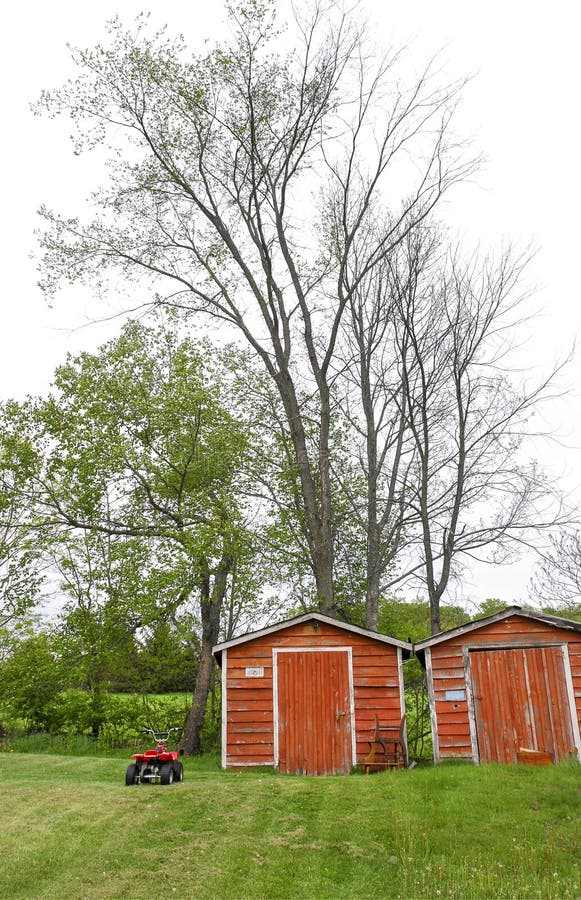 Tall Towering Tree Against Sky - Dipterocarpus Turbinatus - Gurjan ...