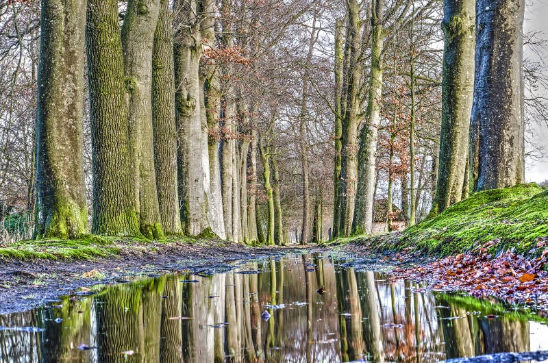 Tall Trees Reflecting in a Forest Puddle Stock Image - Image of forest ...