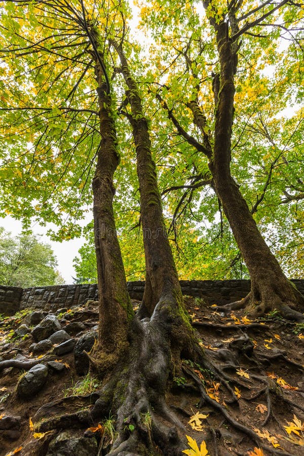 Tall Trees with Roots Showing Stock Photo - Image of wall, leafs: 80113410