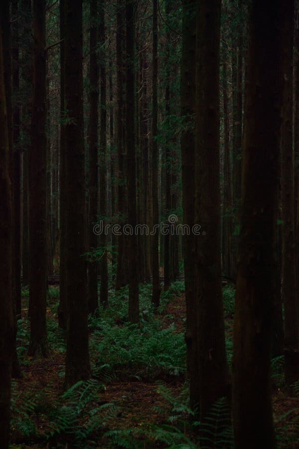 Tall Trees in the Scenic Dark Forest Stock Image - Image of path ...