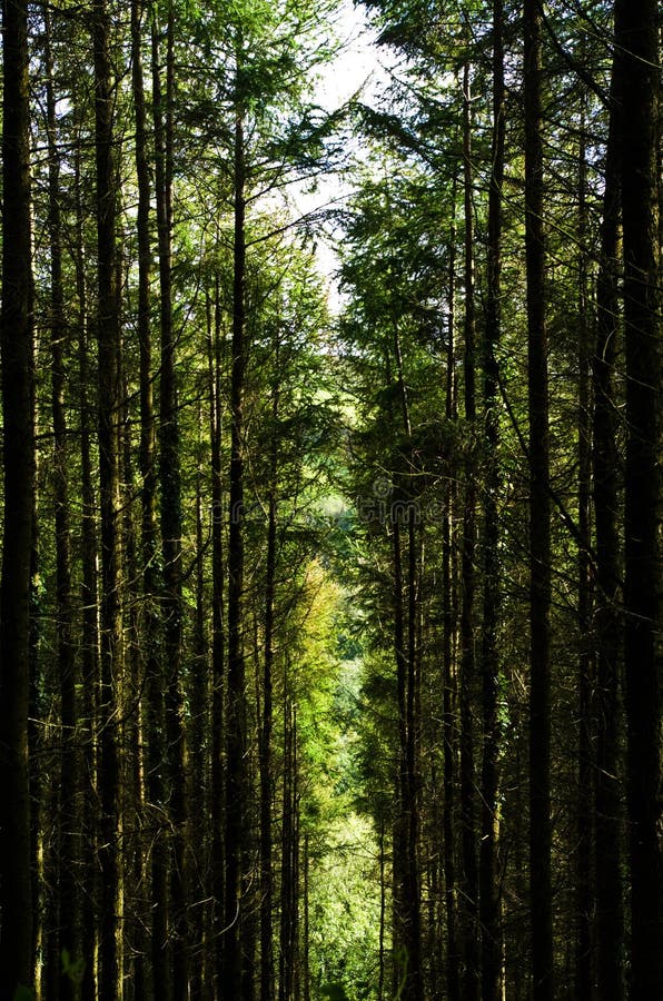 Tall Trees Scenic Path with Sunlight Overgrown Stock Image - Image of ...