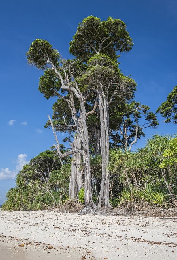 Tall trees at sea beach stock photo. Image of sand, blair - 65114484