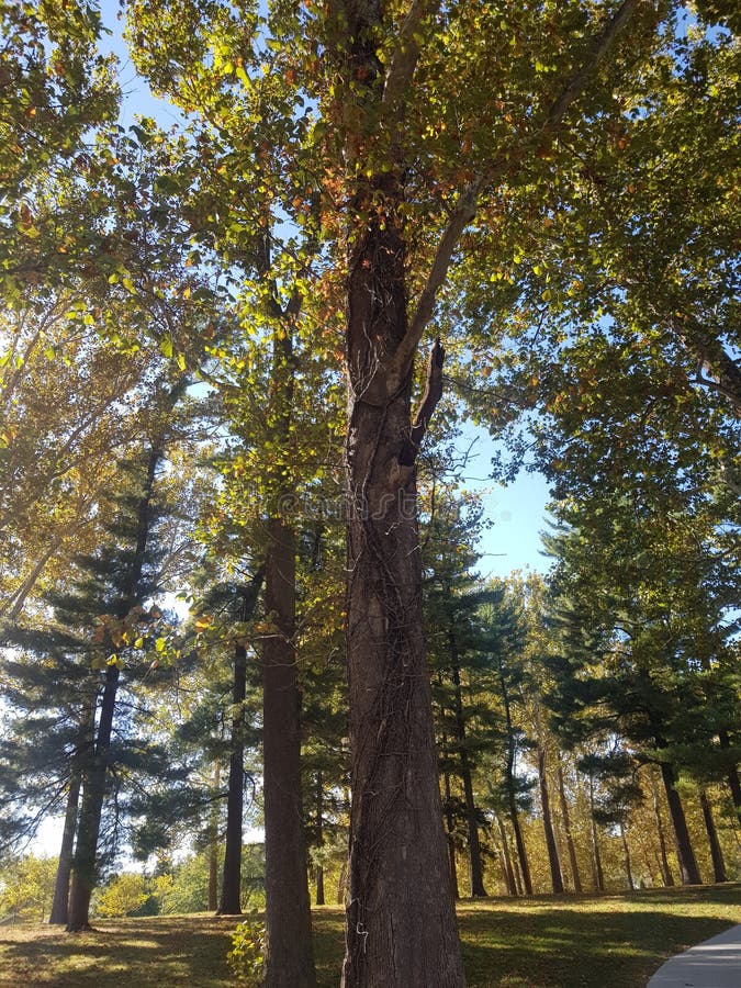 Tall Trees Serenity Beauty Fall Leaves Peaceful Forest Stock Image ...