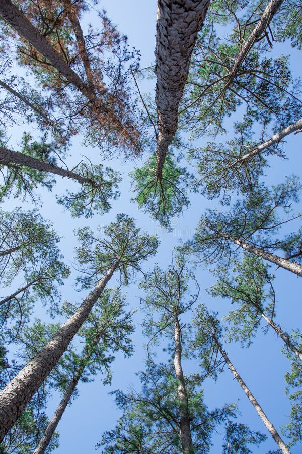 Tall Trees stock image. Image of numbers, summer, landscape - 56412811