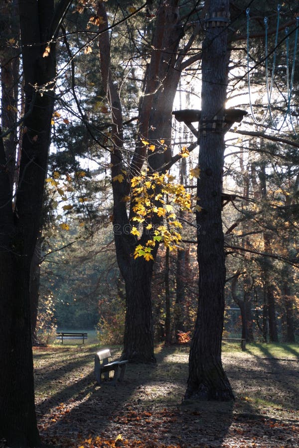 Parks and Forests in Poland. Trees and Sunlight, a Play of Shadows and ...
