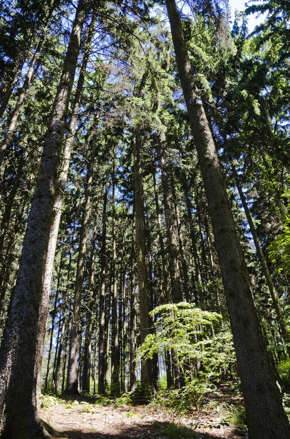 Tall trees, small forest stock photo. Image of long, forest - 42837898