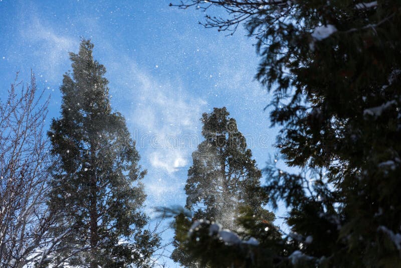Tall Trees with Snow Blowing through Against a Blue Sky with Wispy ...