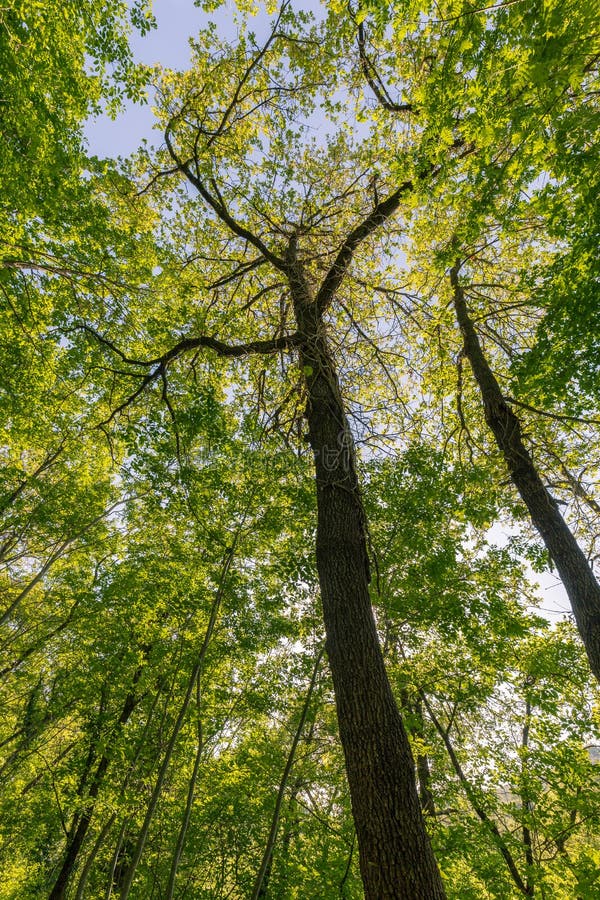 Tall Trees in Spring and Green Foliage Stock Image - Image of silence ...