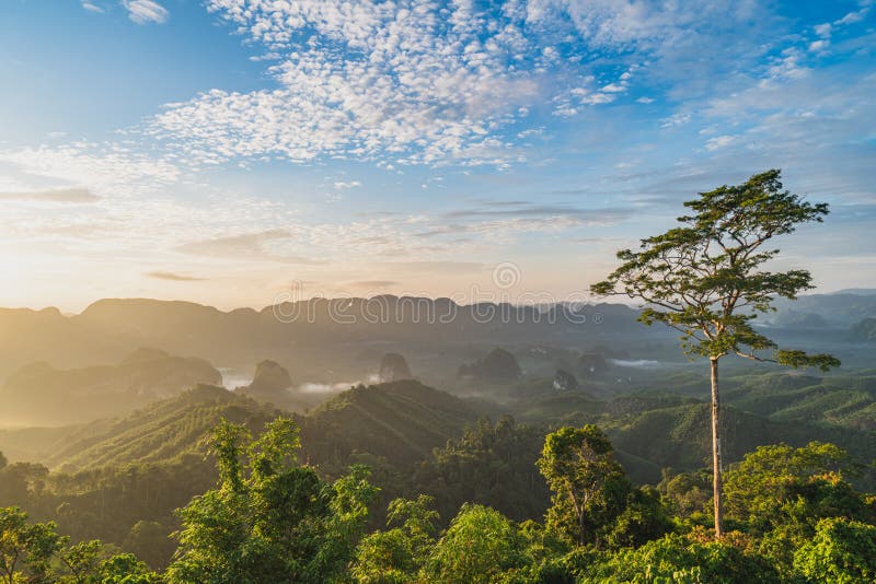 Tall Trees Stand Out among the Mountains Stock Image - Image of gorges ...