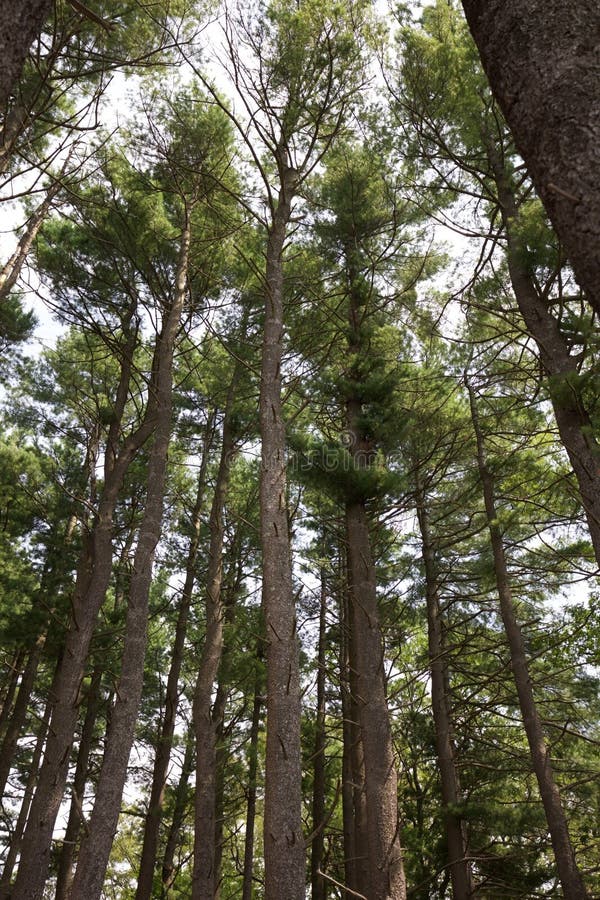 Tall Trees Standing Over Pathway Going through the Woods Stock Image ...