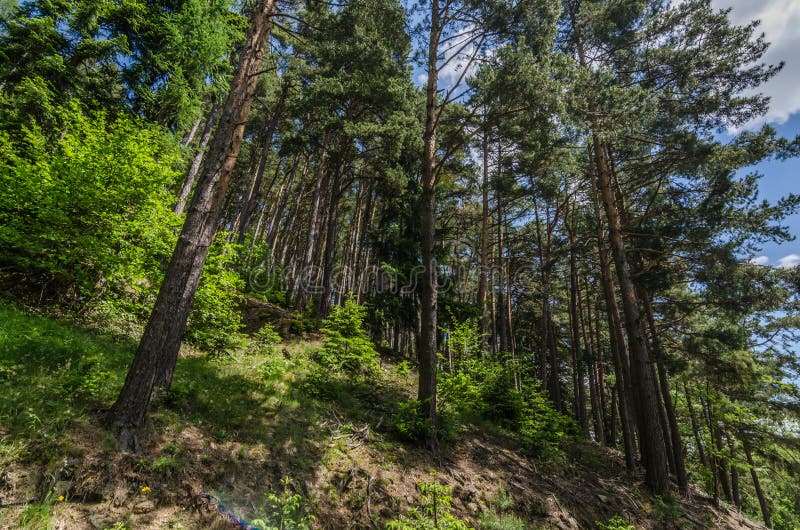 Tall Trees in a Steep Forest Stock Image - Image of nature, leaves ...