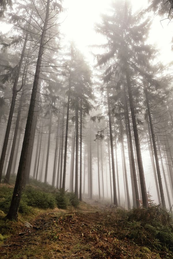 Tall Trees in the Steep Hill with Tops in Fog Stock Image - Image of ...