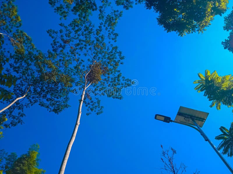 Tall Trees and Street Lights Under a Clear Sky Stock Image - Image of ...