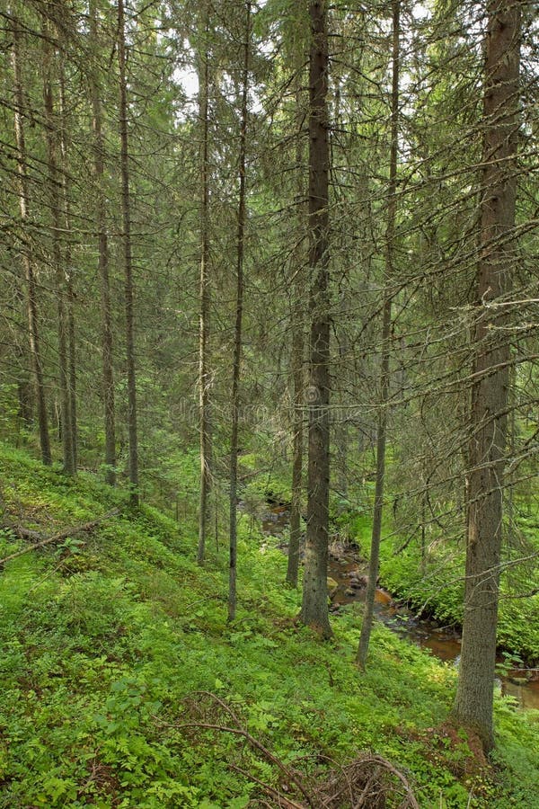 Kauhajoki Stock Photos - Free & Royalty-Free Stock Photos from Dreamstime