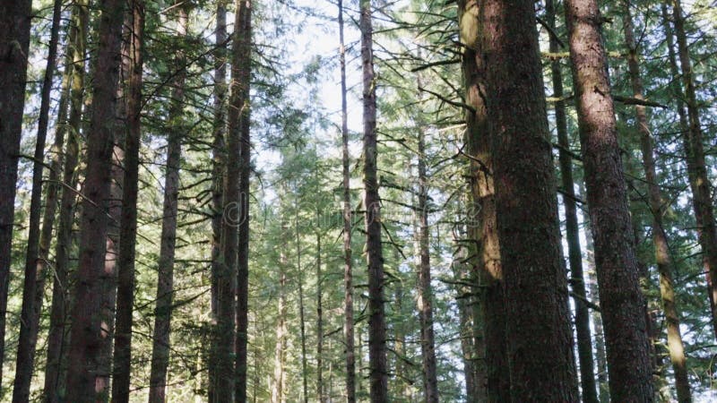 Tall Trees and Sunlight in a Dense Forest Stock Video - Video of ...